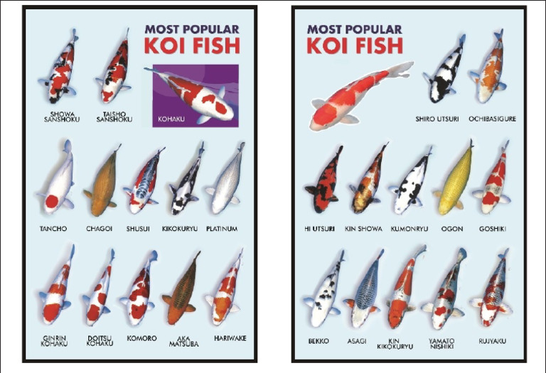 Jenis-Jenis Koi | PDF