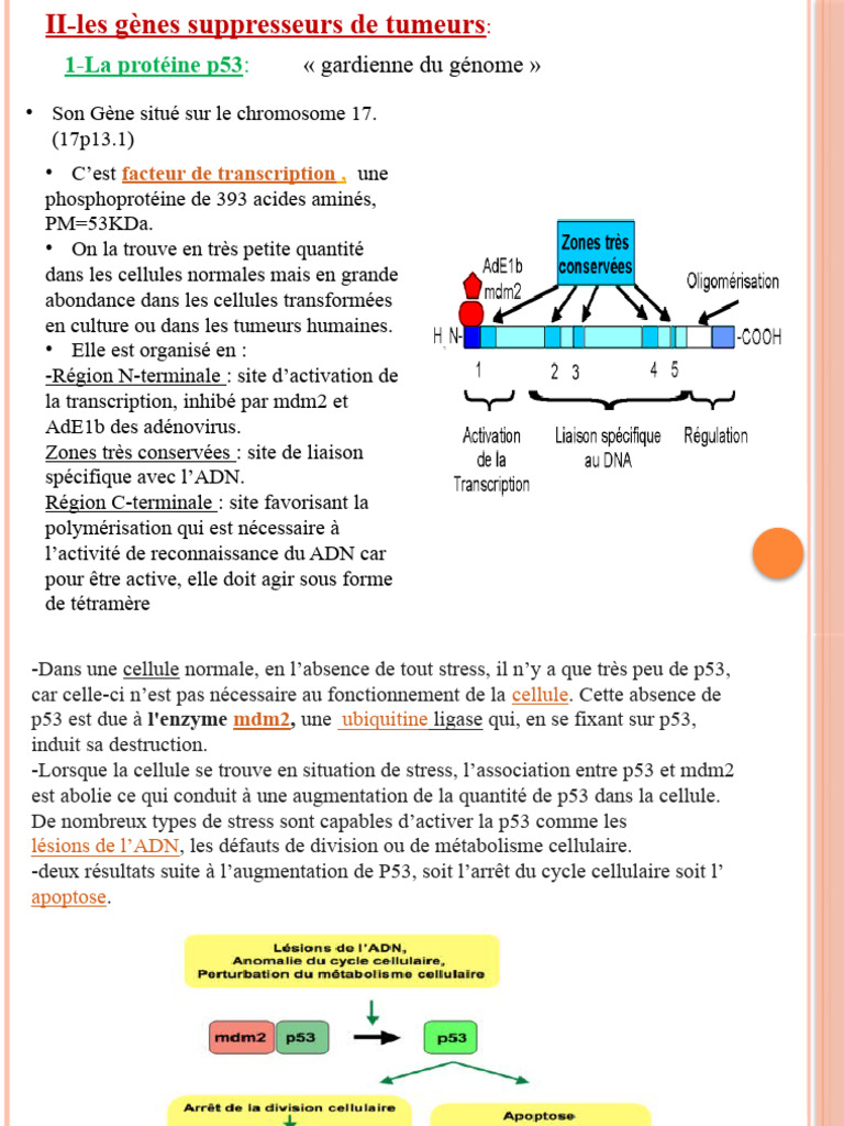 Dysfonctionnement Du Cycle Cellulaire Et Pathologies | PDF | P53 ...