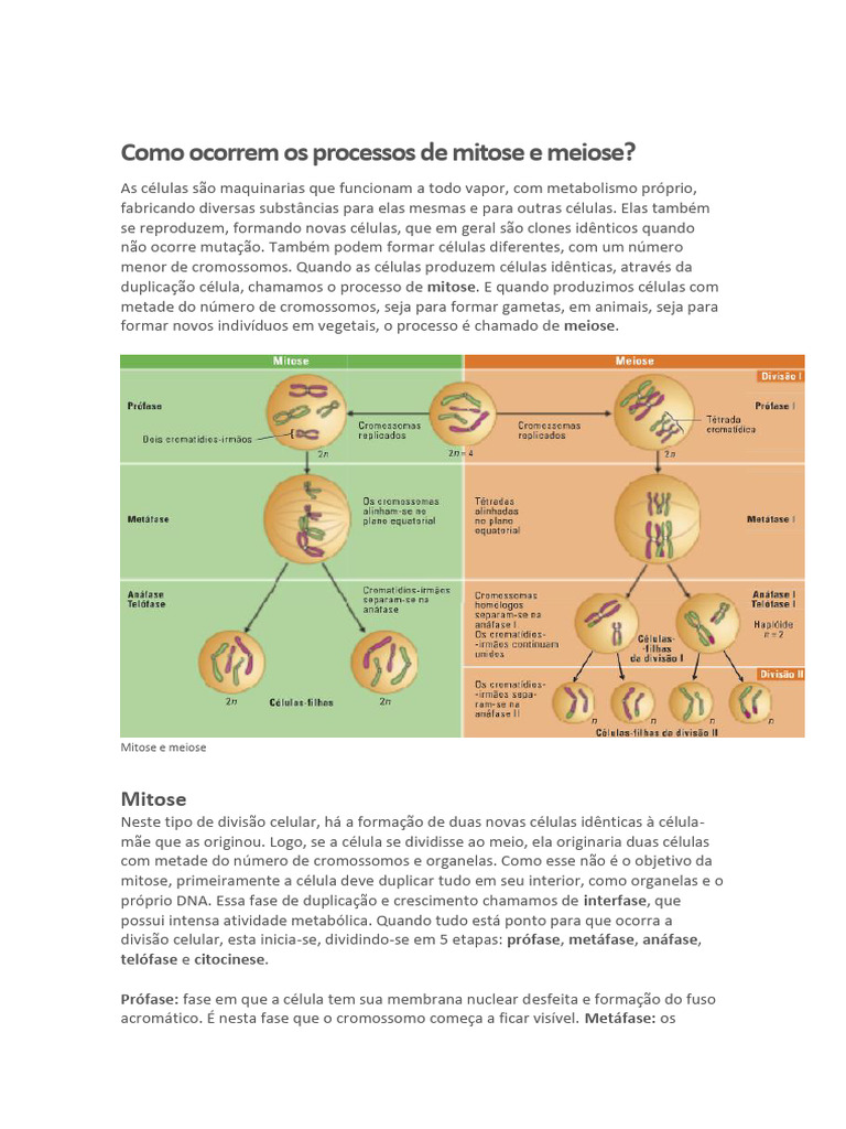 Como Ocorrem Os Processos de Mitose e Meiose | PDF | Meiose | Mitose