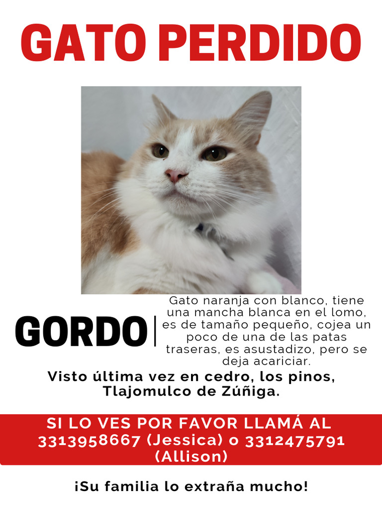 Cartel Poster Flyer Gato Perdido Mascota Perro Missing Pet | PDF