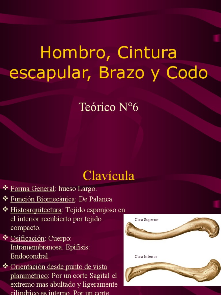 Hombro, Cintura Escapular, Brazo y Codo | PDF | Articulación | Ciencia de la danza