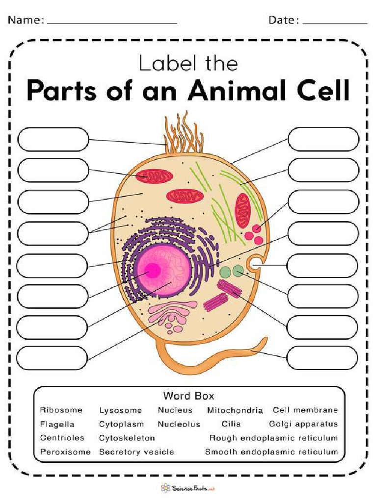 Parts and Organelles of An Animal Cell in Cross Section Diagram ...