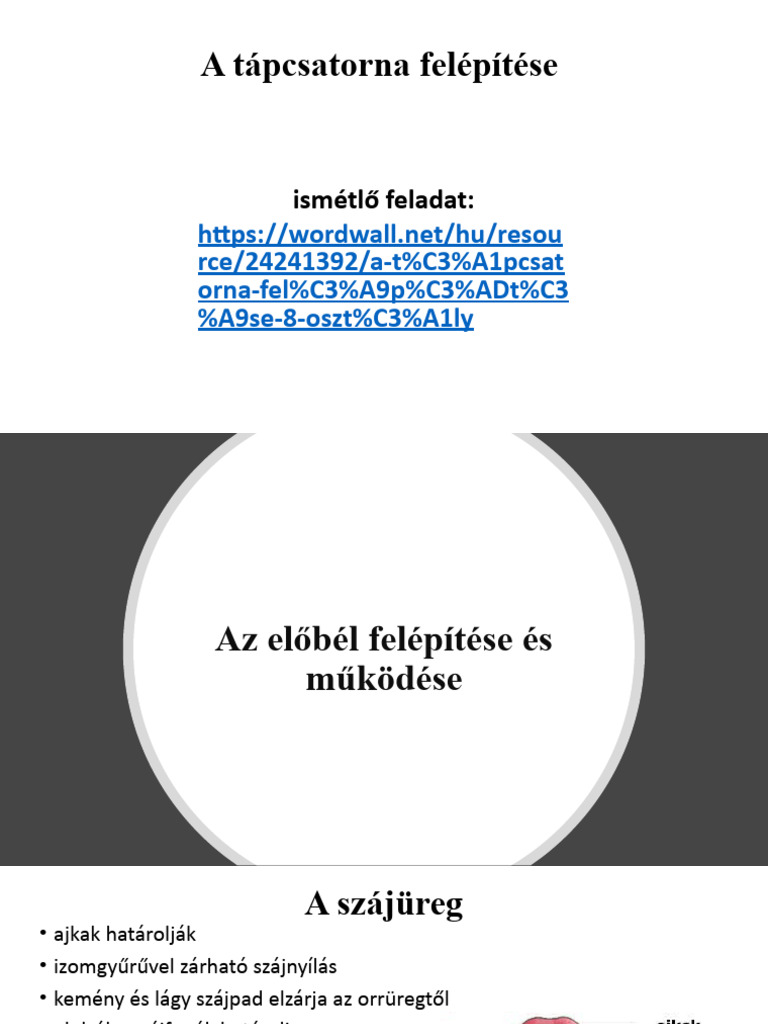 Az Elobel Felepitese Es Mukodes | PDF
