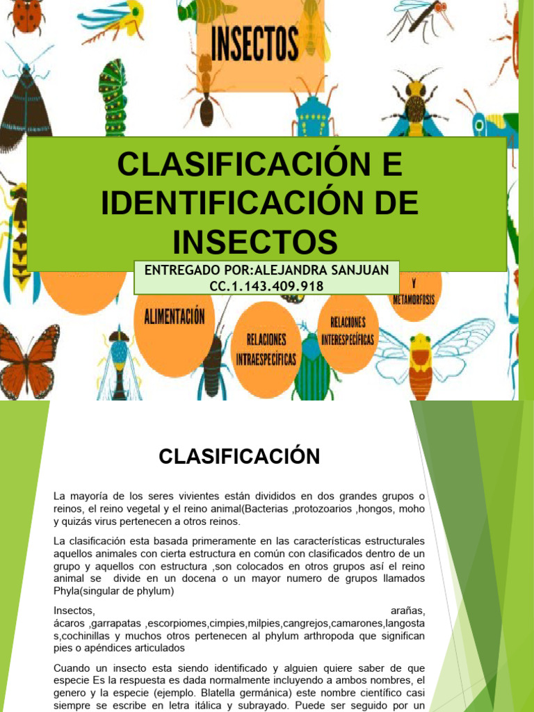 Clasificacion y Identificacion de Insectos | PDF | Insectos | Lepidópteros
