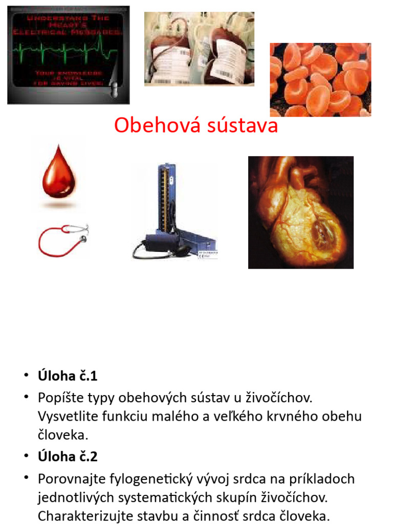 Cievna Sustava | PDF
