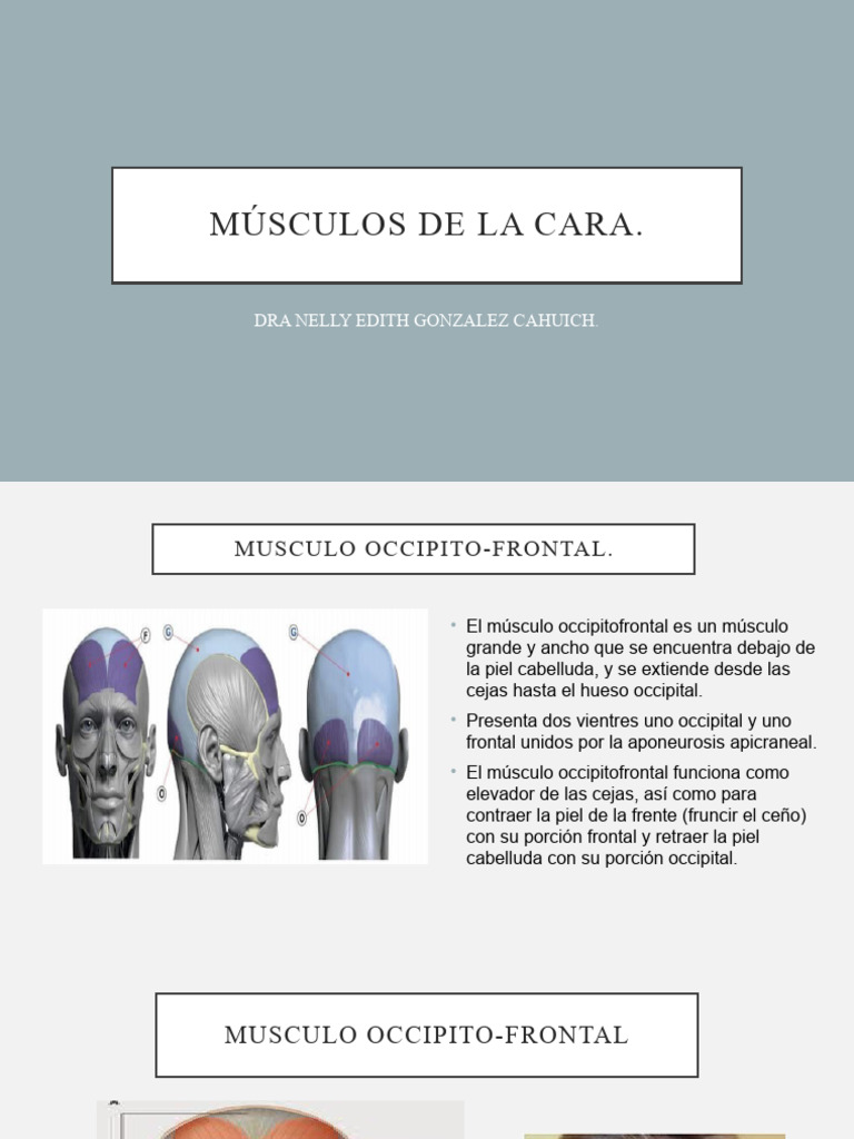 Musculos de La Cara | PDF | Anatomía humana | Cara