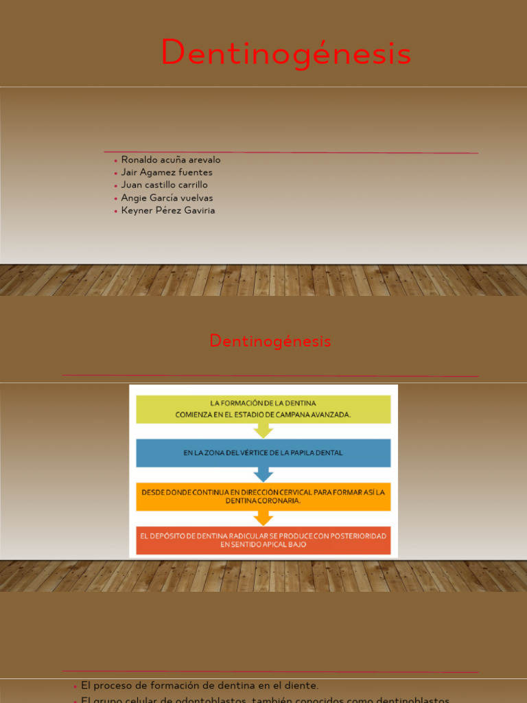 Dentinogénesis - PPTX 20231119 213627 0000 | PDF | Dentina | Histología