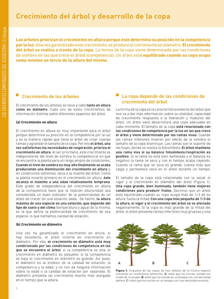 Crecimiento y Copa de los Árboles | PDF | Arboles | Los bosques