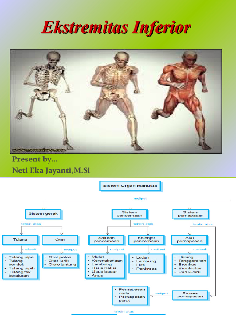 Extremitas Inferior | PDF