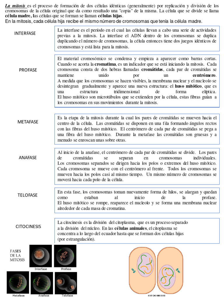 Fases de Mitosis y Meiosis Material | PDF | Mitosis | Mitosis