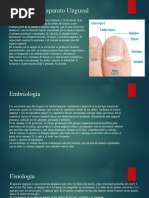 Anatomia de La Uña | PDF | Clavo (anatomía) | Epidermis
