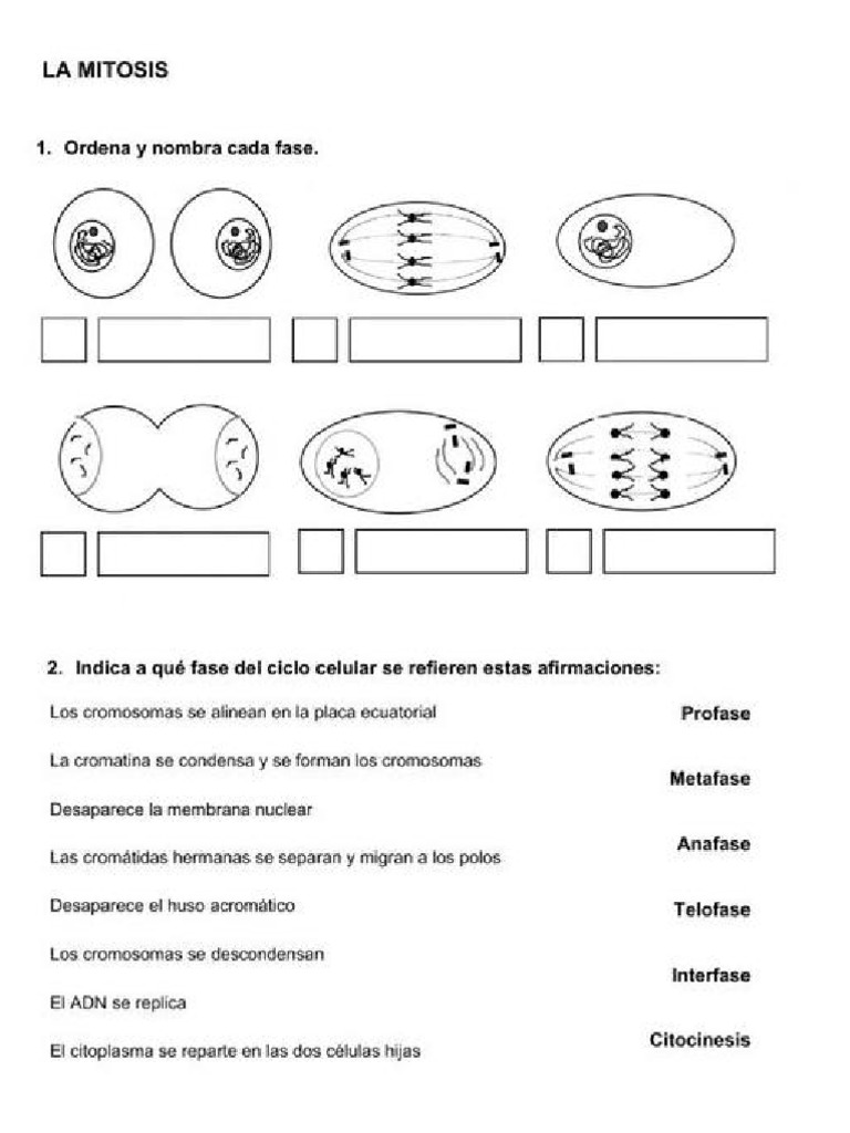 Mitosis y Meiosis Material | PDF