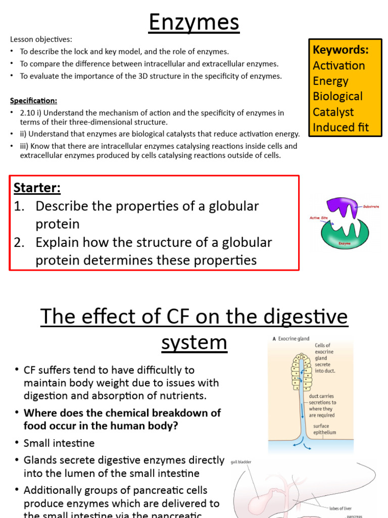 Enzymes Structure | PDF | Active Site | Enzyme