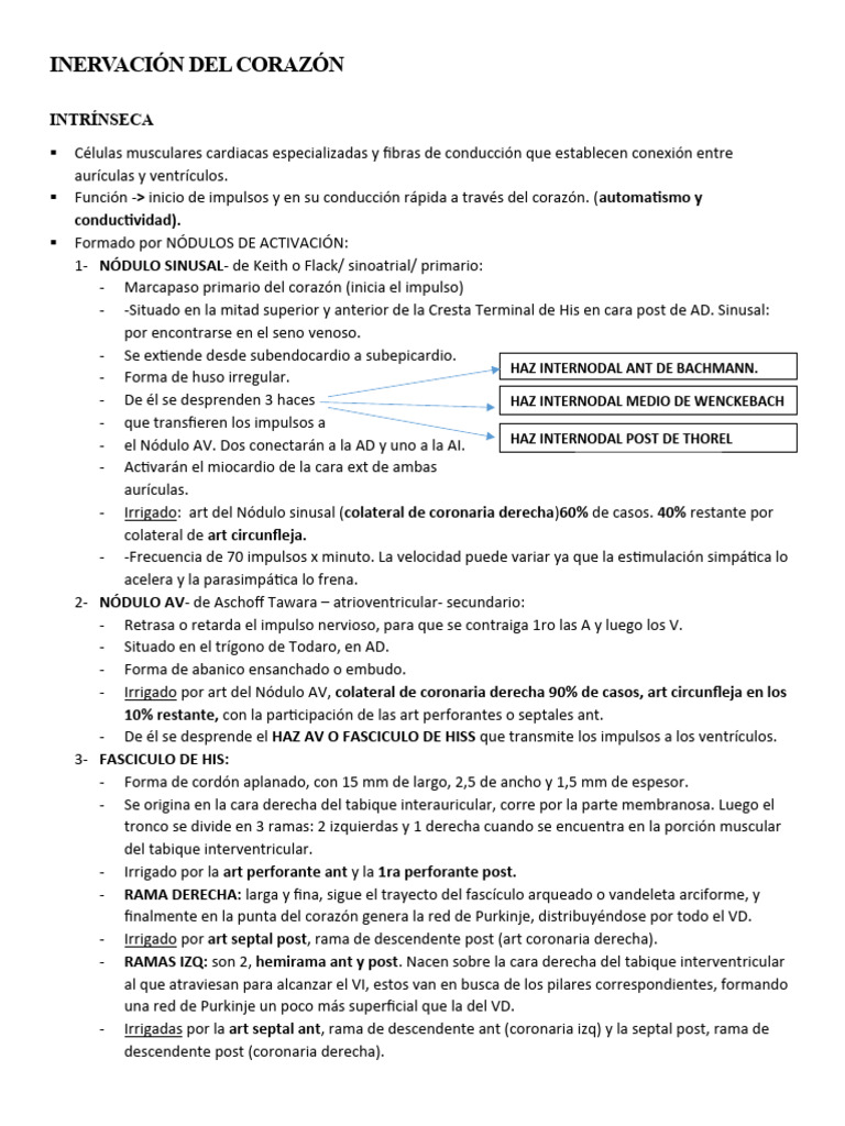 Inervación del Corazón y Sus Haces | PDF | Corazón | Músculo cardíaco