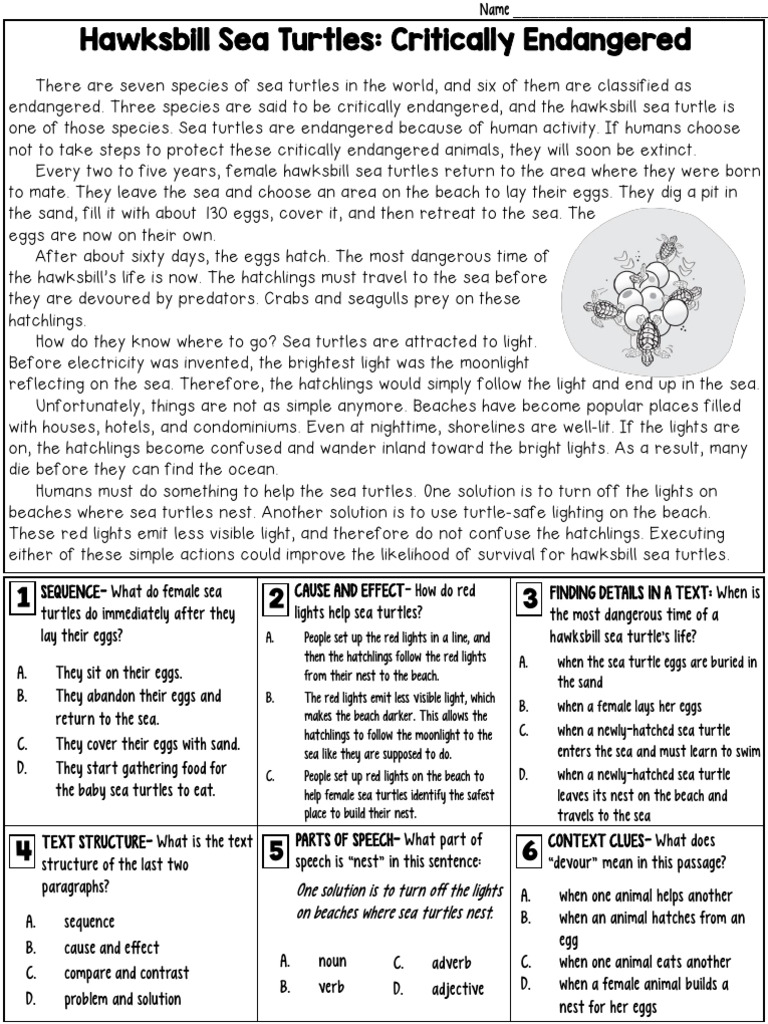 One Solution Is To Turn Off The Lights On Beaches Where Sea Turtles ...