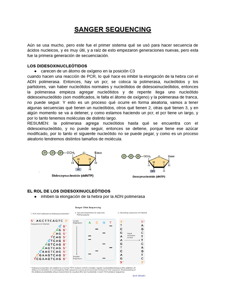 Sanger Sequencing | PDF | Primer (Biología Molecular) | Secuencia ADN