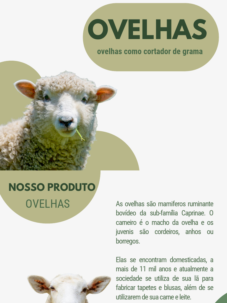 Ovelha Como Cortador de Grama - 20231123 - 193253 - 0000 | PDF