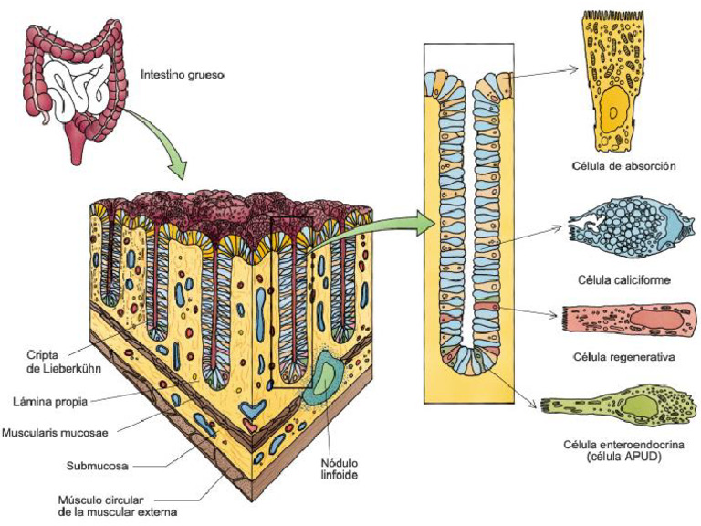 Histologia Colon | PDF