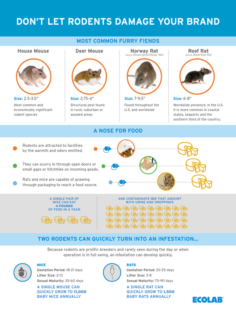 Rodents Infographic - v4 PDF | PDF