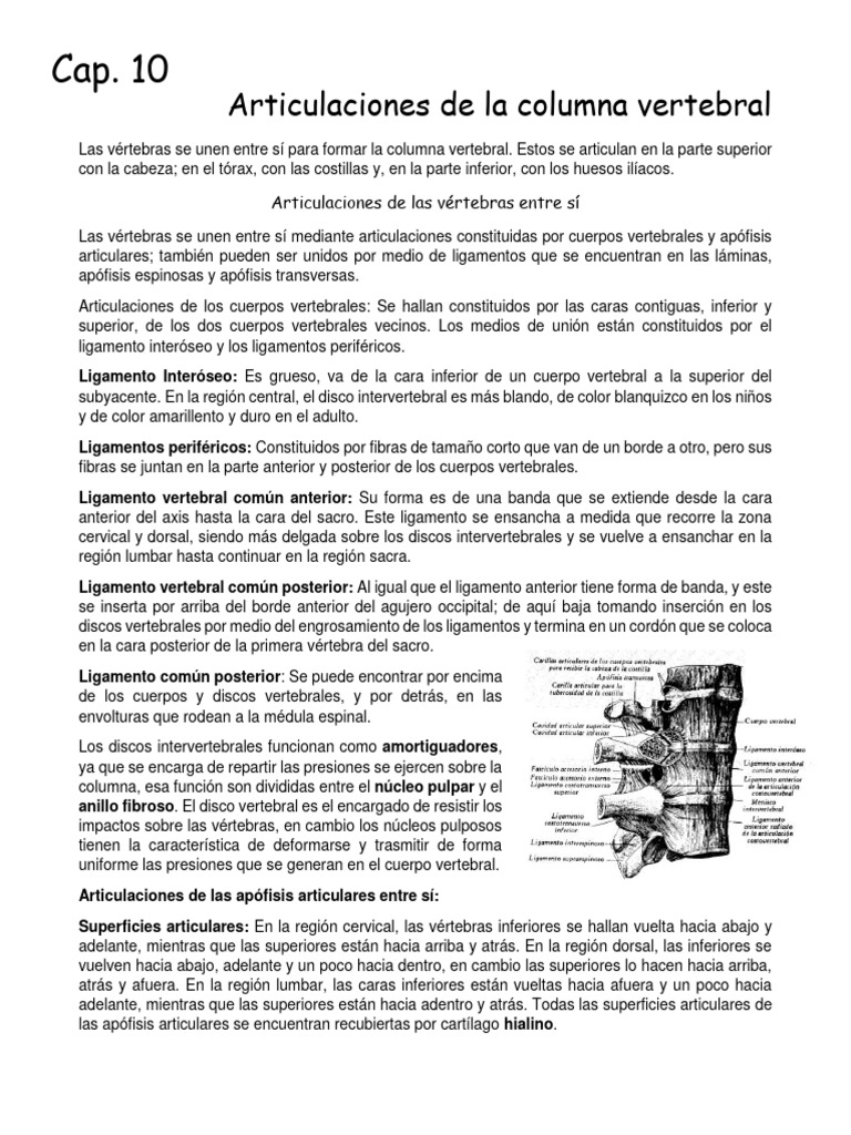 Articulaciones de La Columna Vertebral | Descargar gratis PDF | La columna vertebral | Vértebra