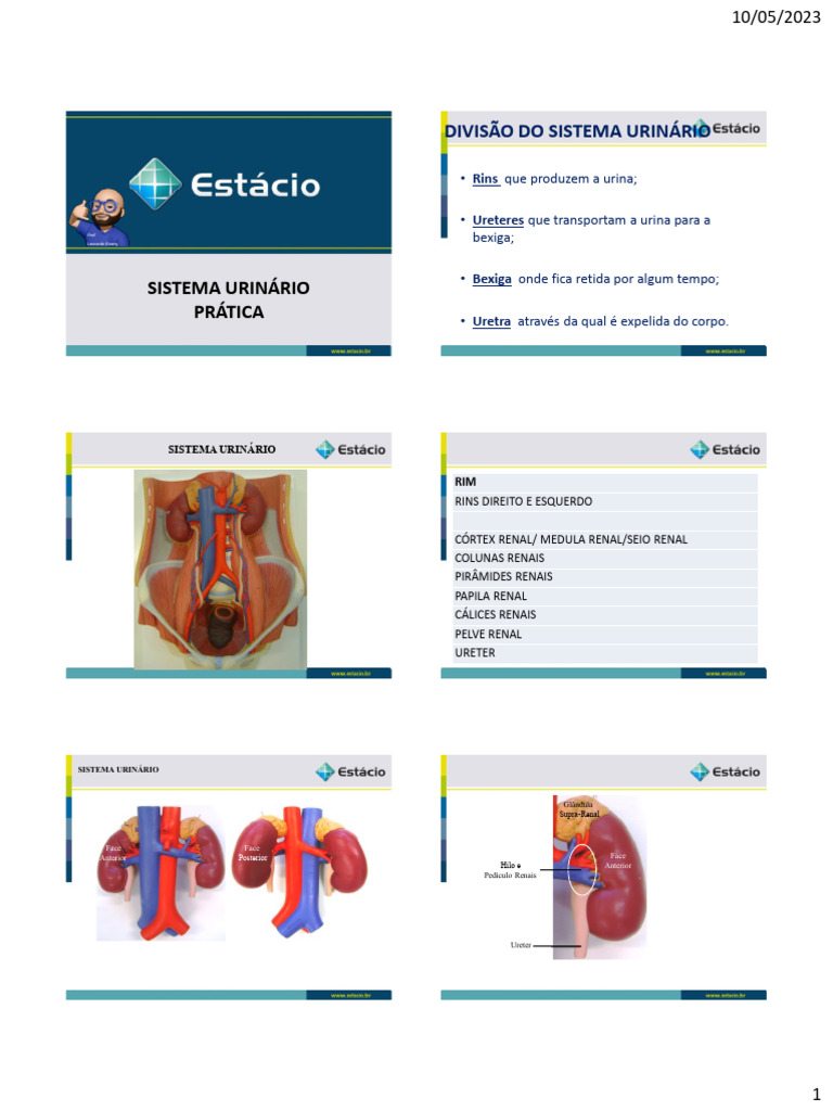 Roteiro Sistema Urin Rio | PDF | Rim | Próstata