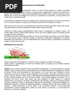 Prueba Pip | PDF | Cognición | Sicología