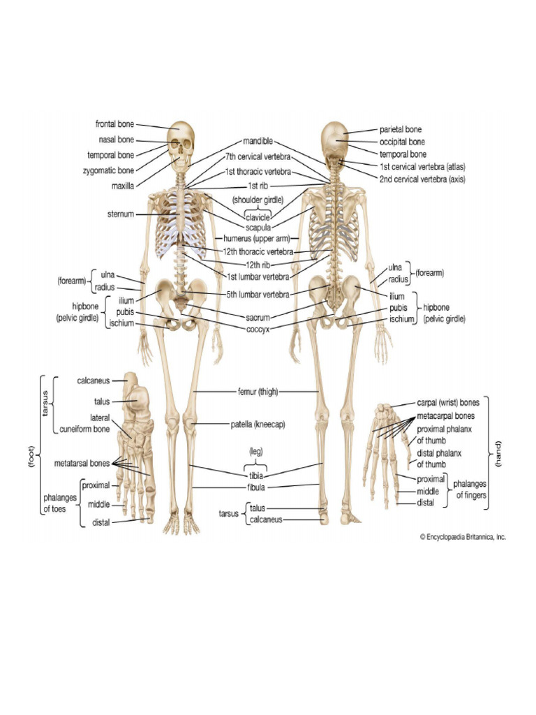 Skeletal System Part | PDF