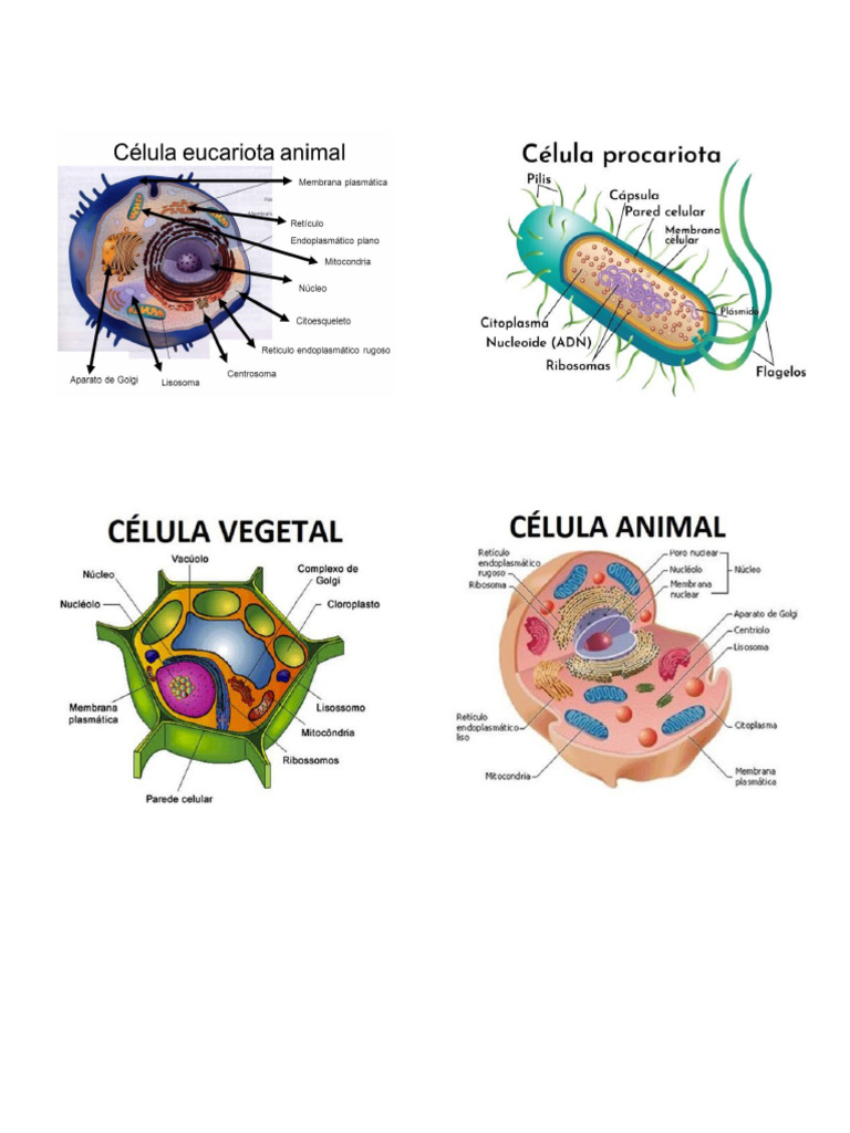 Celulas Eucariota, Procariota, Animal y Vegetal | PDF