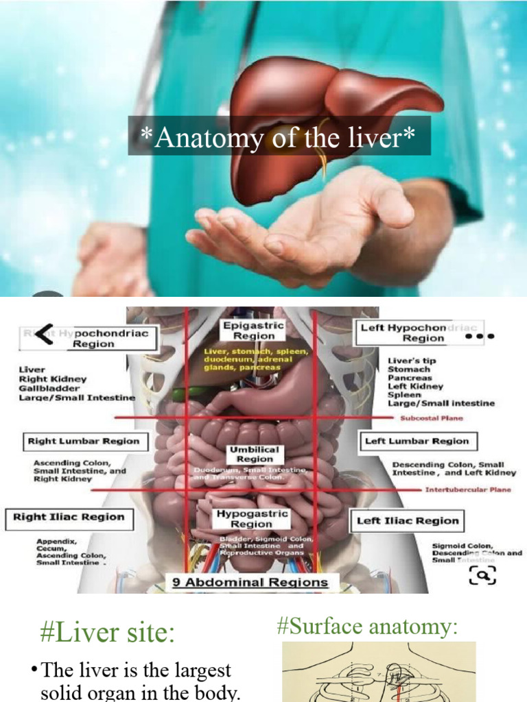 Anatomy of The Liver | PDF