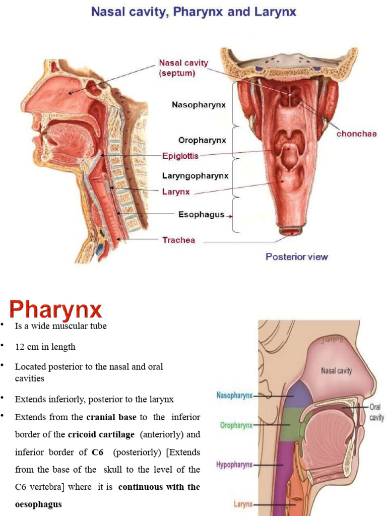 Phraynx Final | PDF | Larynx | Respiratory System