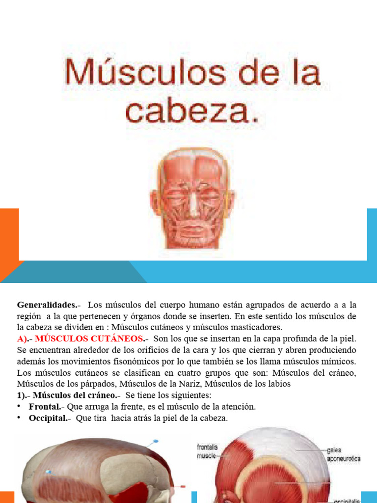 Músculos de la Cabeza y Funciones | PDF | Anatomía humana | Cabeza y ...