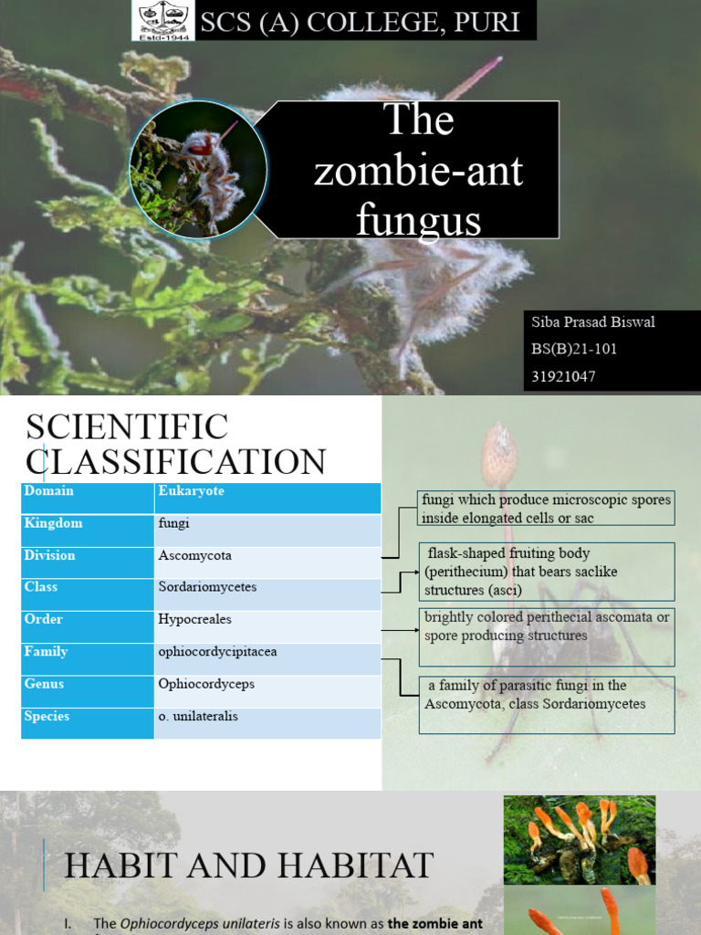 The Zombie Ant Fungus | PDF | Organisms | Mycology