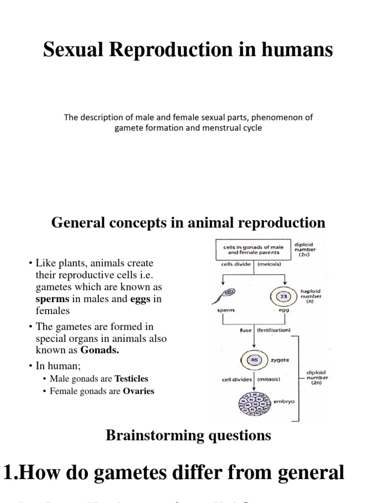 Sexual Reproduction in Human. | PDF | Menstrual Cycle | Sex