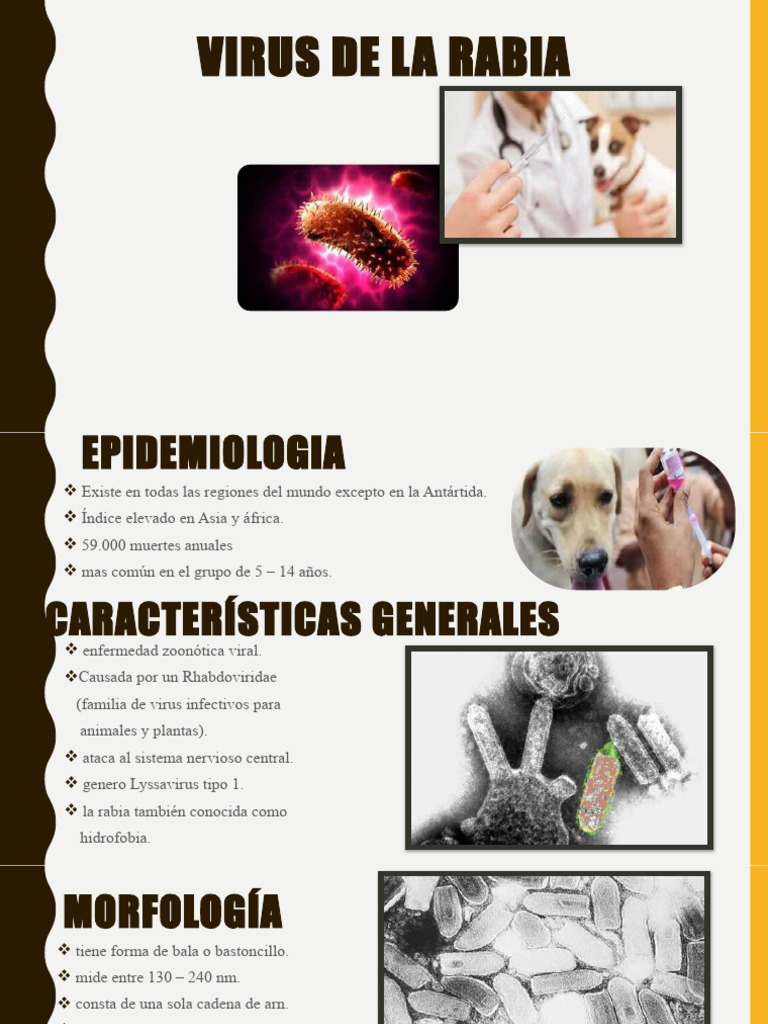 Virus de La Rabia | PDF