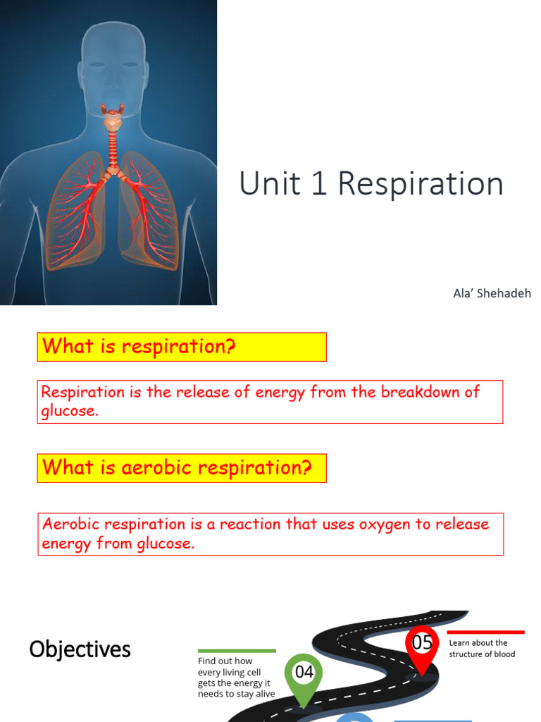 1.1 The Human Respiratory System - 1.2 Gas Exchange - 1.3 Breathing ...