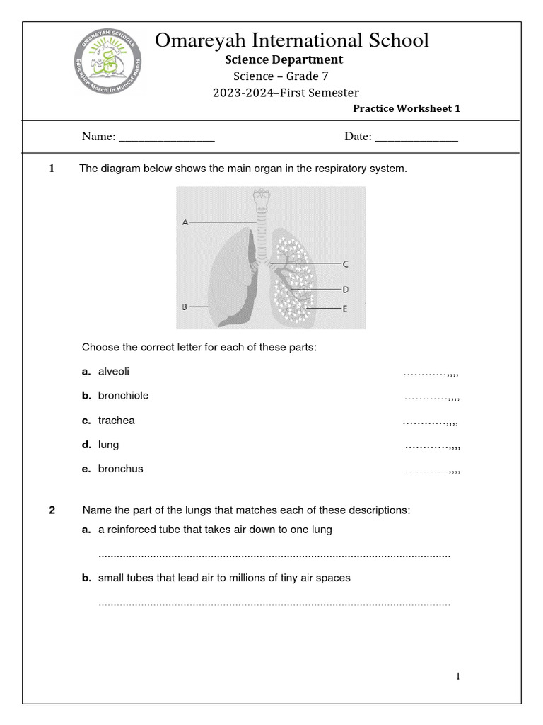 Practice Worksheet 1-G7 | PDF | Respiratory System | Lung