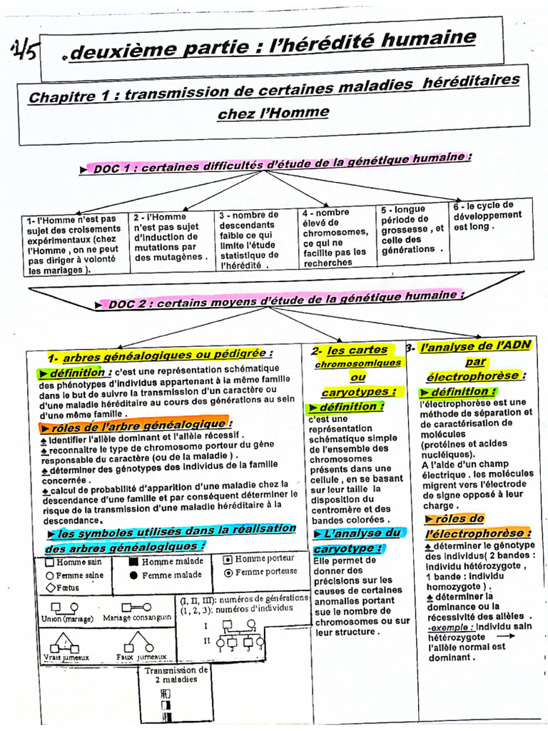 Génétique Humaine | PDF