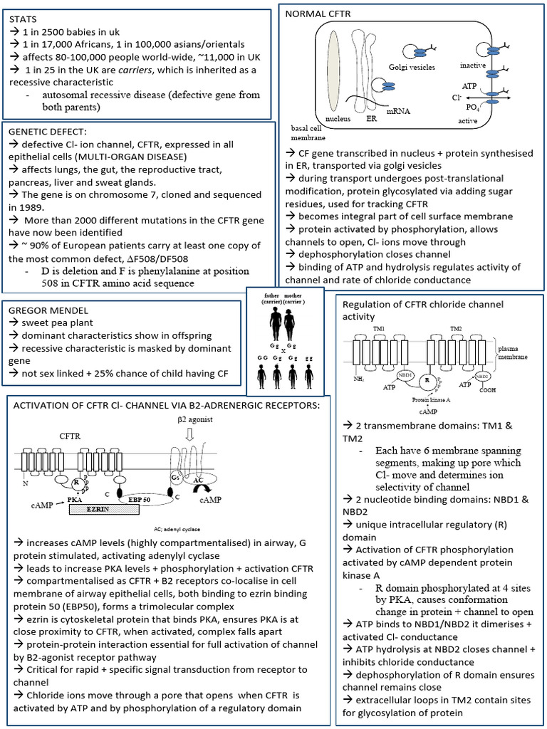 Cystic Fibrosis Sum Sheet | PDF | Interleukin 8 | Mucus