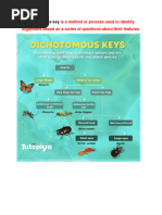 Branching Key Worksheet for Animals | PDF | Invertebrate | Zoology