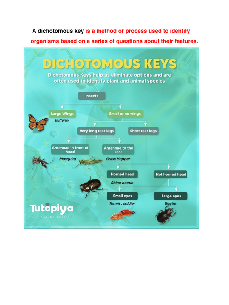 Dichotomous Key ..H.W. | PDF Dichotomous Key ..H.W. | PDF