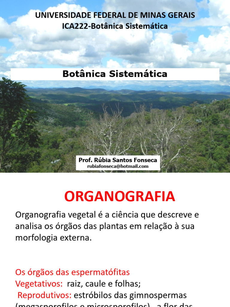 Raiz e Caule Enviar 2023 | PDF | Raiz | Semente