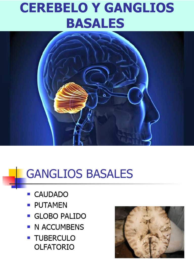 Ganglios Basales y Cerebelo | PDF | Cerebelo | Ganglios basales
