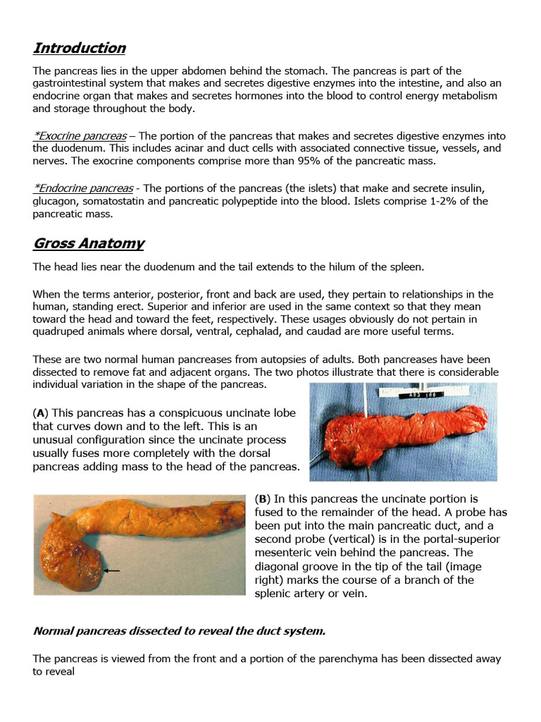 Pancreas Details | PDF | Pancreas | Digestion