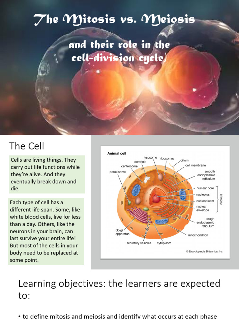Lesson Cell Division and Cell Cycle Lesson 4 and 5 | PDF | Meiosis ...