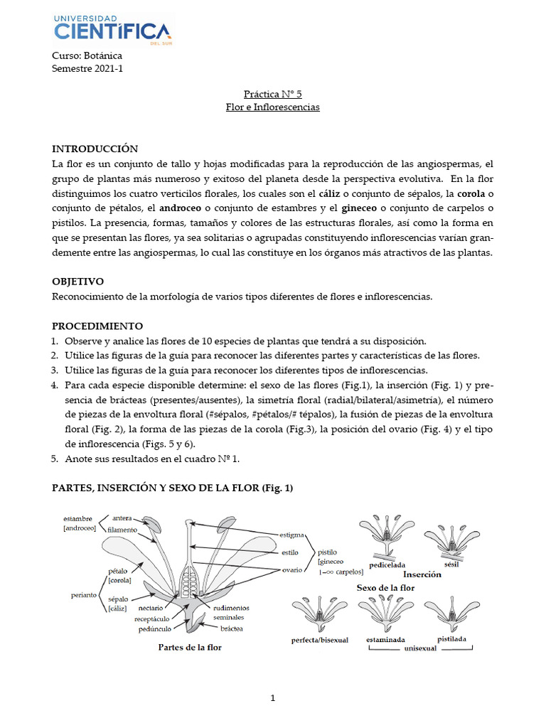 Práctica #5 - Flor e Inflorescencia (Sin Cuestionario) | Descargar ...
