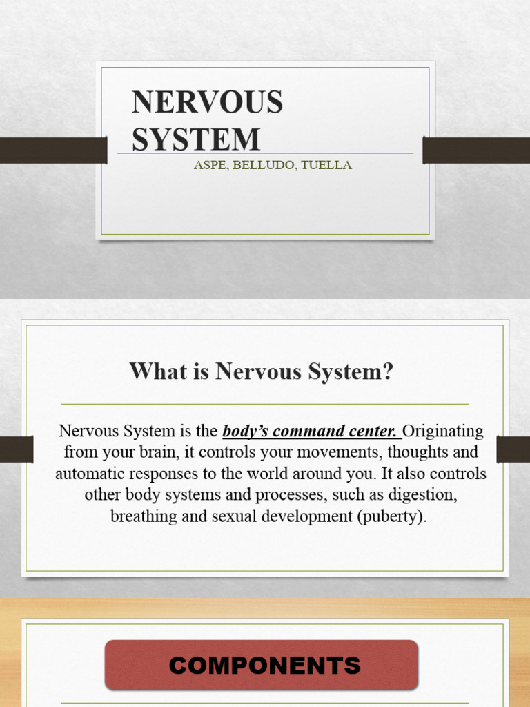 Anaphy PPT - Nervous System | Download Free PDF | Brainstem | Central ...