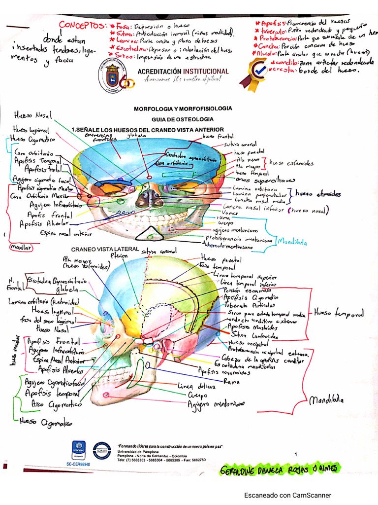 Guia Osteo Lab Morfo | PDF
