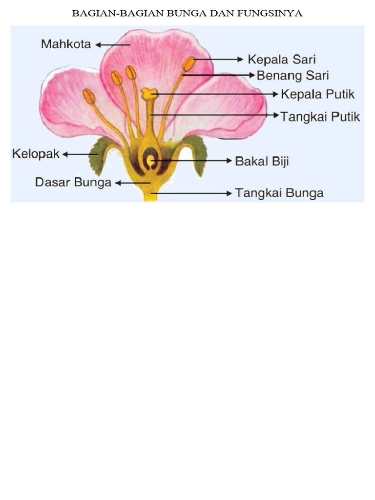 Bagian Bunga | PDF