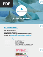 Morfología del perro: Graioides y Occipucio | PDF | Diente | Pastor alemán