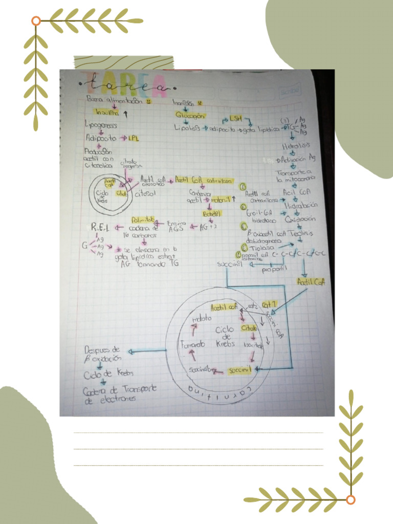 La Lipogénesis y La Lipólisis Son Procesos Metabólicos Fundamentales ...
